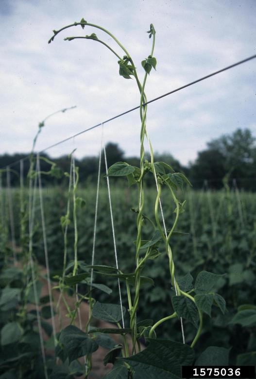 common bean (Phaseolus vulgaris L.)