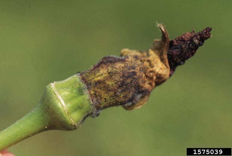 Choanephora fruit rot (Choanephora cucurbitarum)