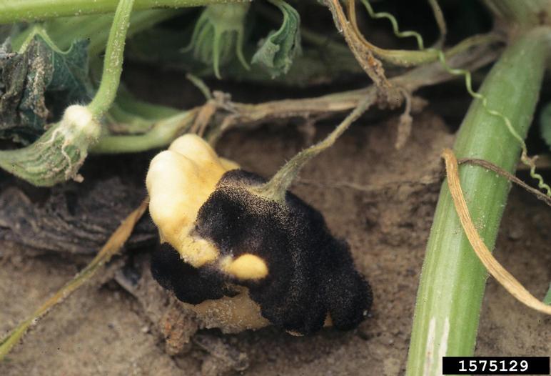 Choanephora fruit rot (Choanephora cucurbitarum (Berk. & Ravenel) Thaxt.)