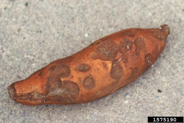 cold injury (low temperature)