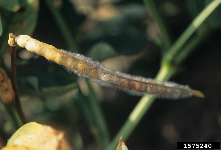 Choanephora fruit rot (Choanephora cucurbitarum (Berk. & Ravenel) Thaxt.)