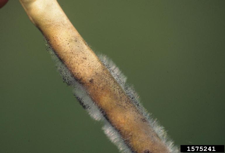 Choanephora fruit rot (Choanephora cucurbitarum)