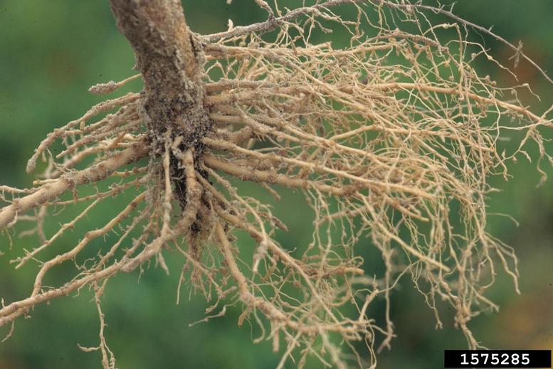 root-knot nematode (Genus Meloidogyne)