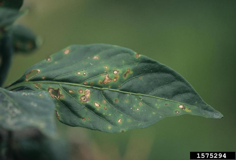 bacterial spot (Xanthomonas vesicatoria)