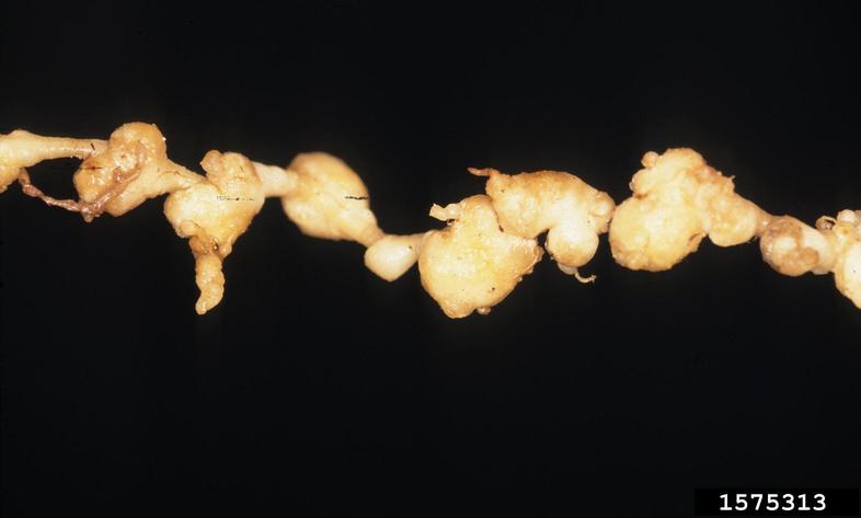 root-knot nematode (Genus Meloidogyne)