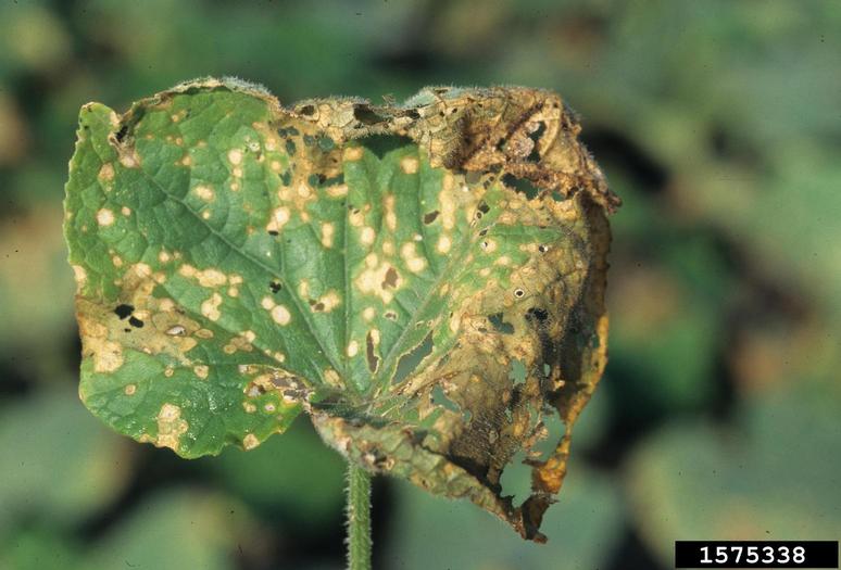 anthracnose (Colletotrichum orbiculare)