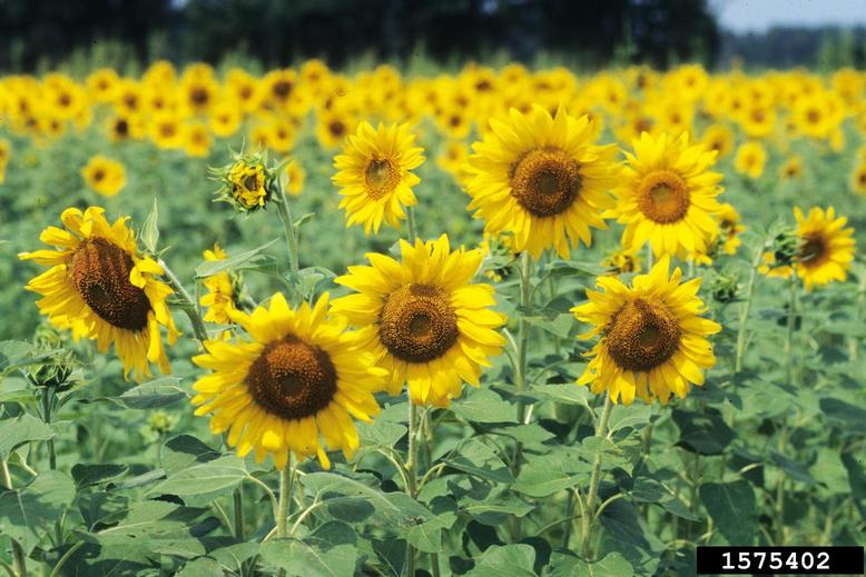 sunflower (Genus Helianthus L.)