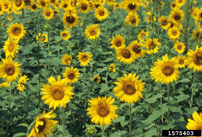 sunflower (Genus Helianthus)