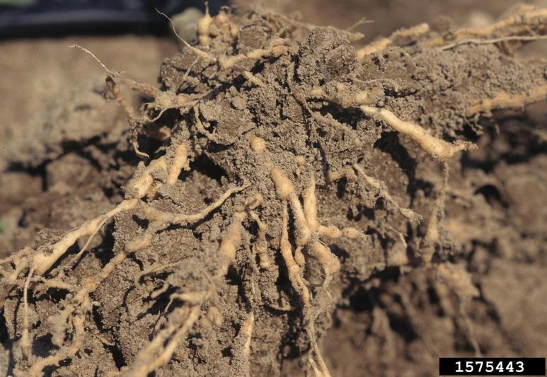 root-knot nematode (Genus Meloidogyne)
