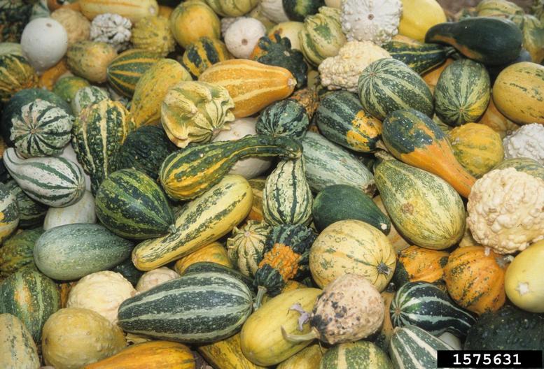 gourd (Genus Cucurbita L.)