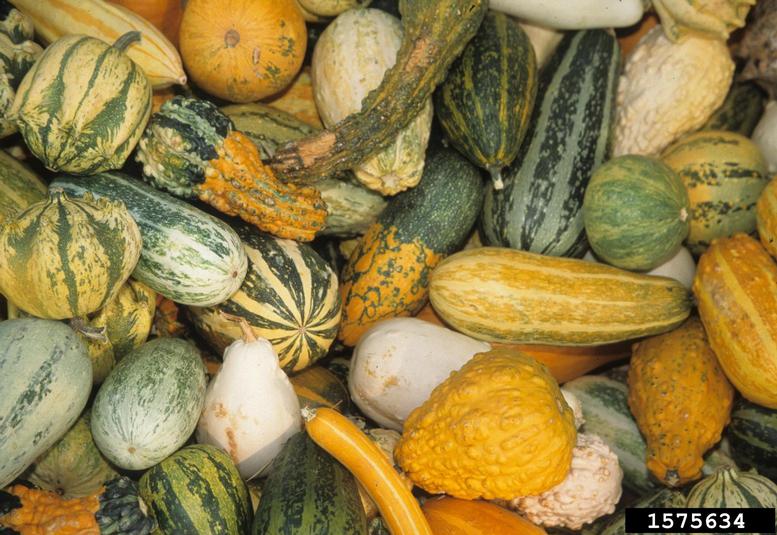 gourd (Genus Cucurbita L.)