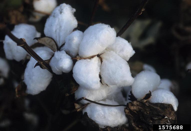 cotton, Gossypium hirsutum (Malvales: Malvaceae) - 1575688