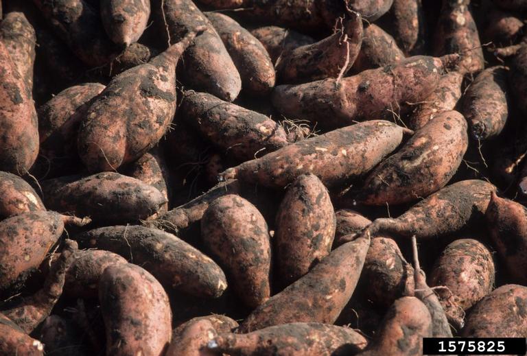 sweetpotato (Ipomoea batatas (L.) Lam.)