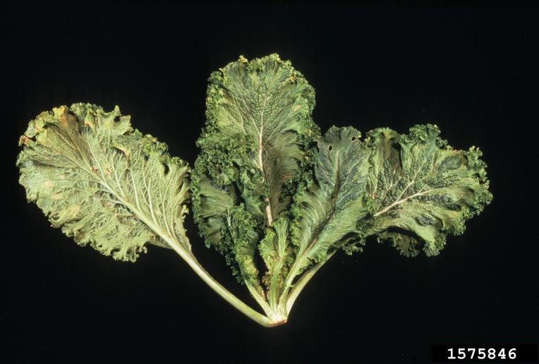 Turnip Mosaic Virus (TuMV) (Potyvirus Turnip Mosaic Virus)