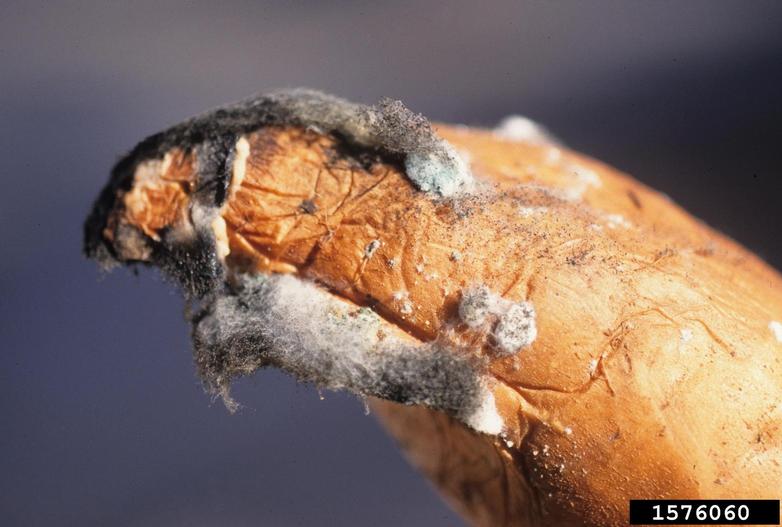 Rhizopus soft rots (Genus Rhizopus Ehrenb.)