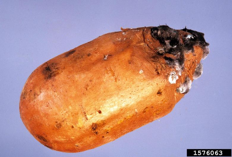 Rhizopus soft rots (Genus Rhizopus Ehrenb.)