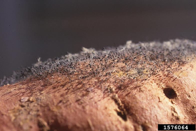 Rhizopus soft rots (Genus Rhizopus Ehrenb.)