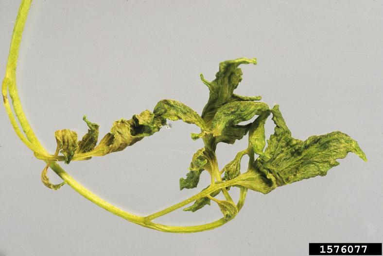 broad mite (Polyphagotarsonemus latus)