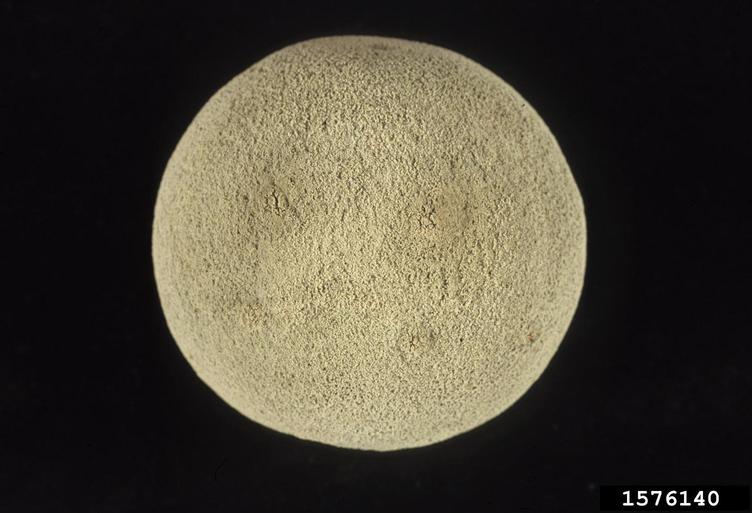 blue mold (Penicillium italicum Wehmer)