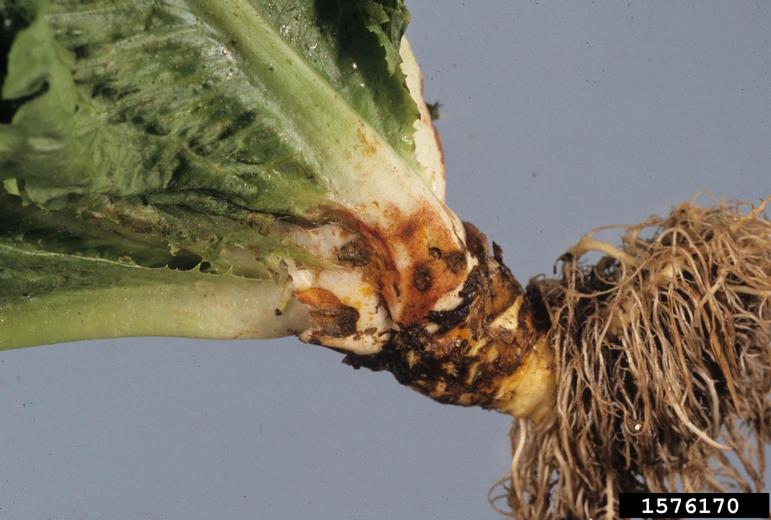 Rhizoctonia damping-off, blight and rot (Rhizoctonia solani J.G. Kühn)