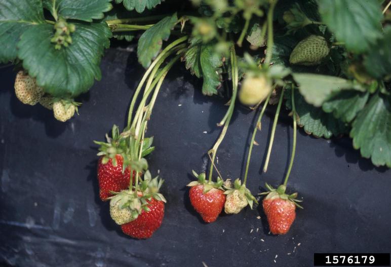 strawberry (Fragaria x ananassa)