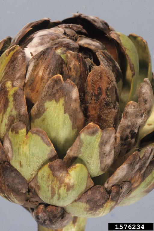 gray mold (Botrytis cinerea Pers.:Fr)