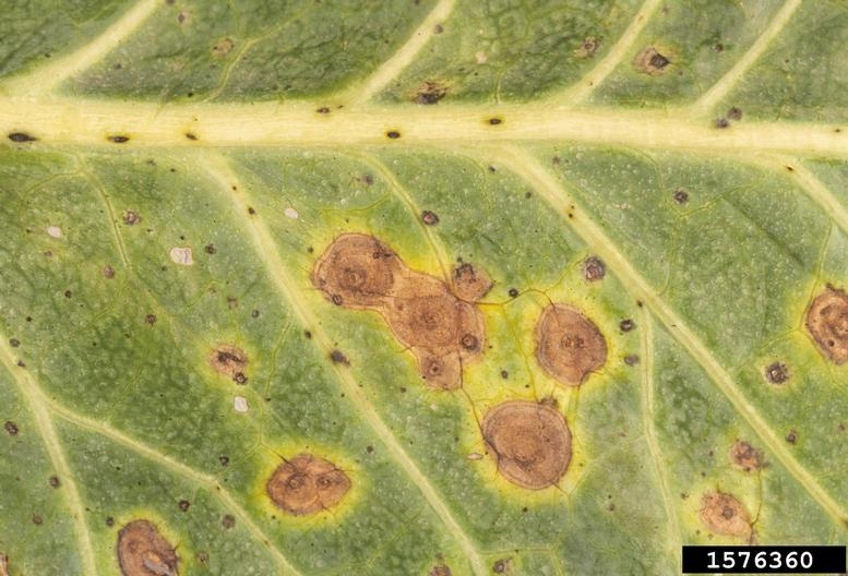Alternaria black molds / stem cankers (Genus Alternaria Nees)