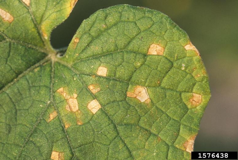 Corynespora leaf spot (Corynespora cassiicola)