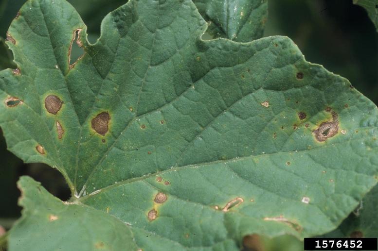 Alternaria leaf blight (Alternaria cucumerina (Ellis & Everh.) J.A ...