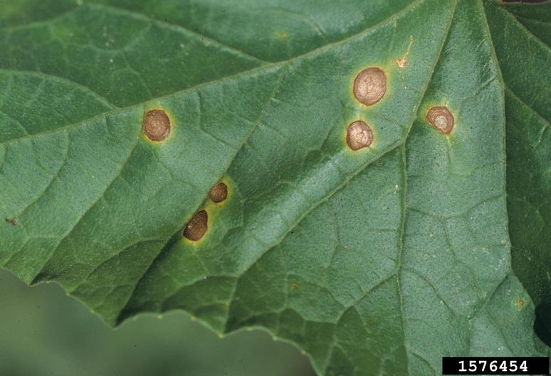 Alternaria leaf blight (Alternaria cucumerina (Ellis & Everh.) J.A ...