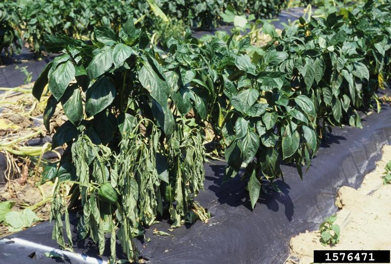 Phytophthora blight (Phytophthora capsici ) on pepper (Capsicum annuum ...