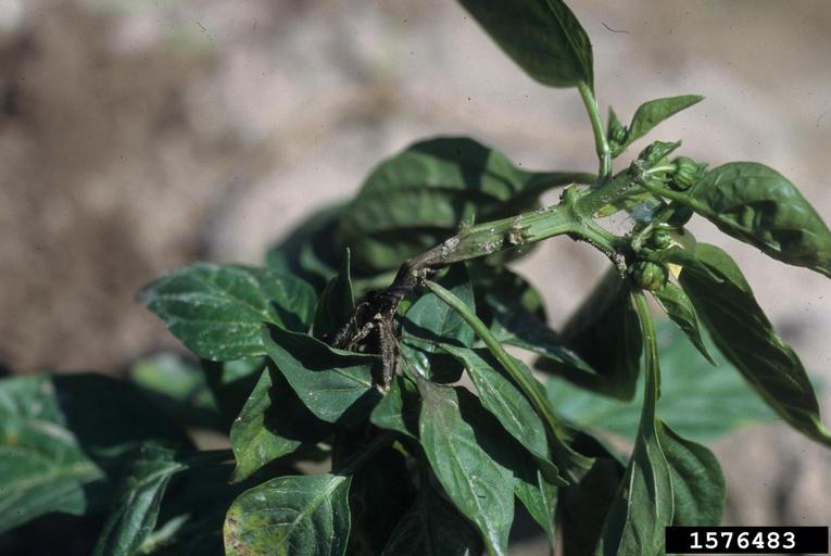 Phytophthora blight (Phytophthora capsici ) on pepper (Capsicum annuum ...