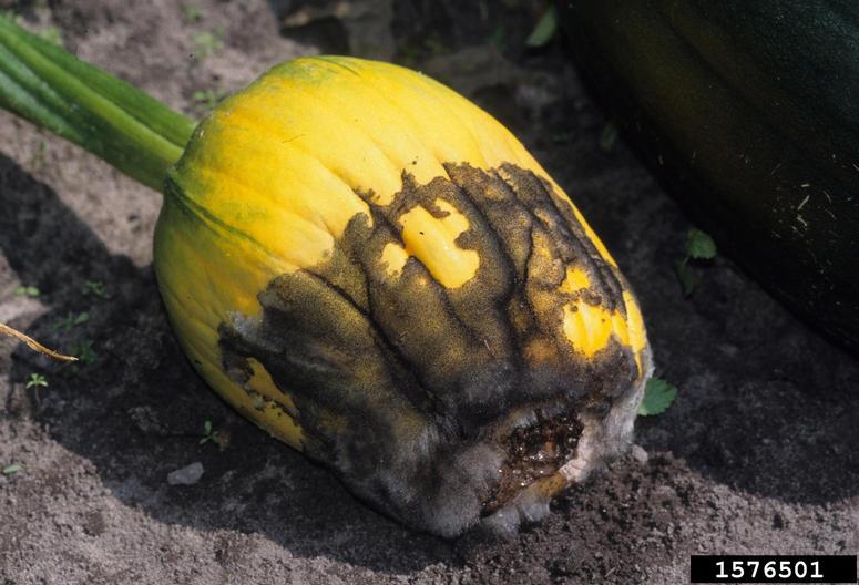 Choanephora fruit rot (Choanephora cucurbitarum)