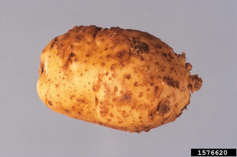 root-knot nematode (Genus Meloidogyne)