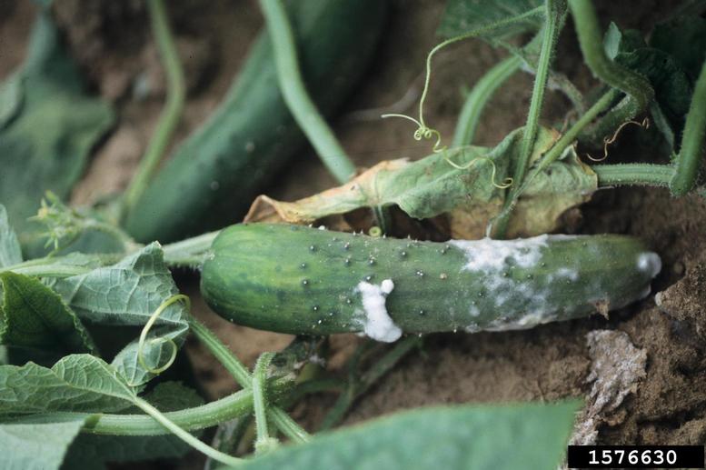 Pythium diseases (Genus Pythium)