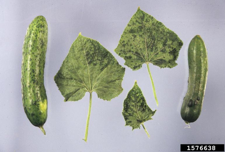 mosaic viruses (general)