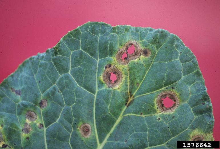 Alternaria black molds / stem cankers (Genus Alternaria Nees)