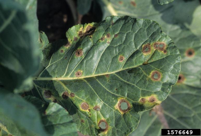 Alternaria black molds / stem cankers (Genus Alternaria Nees)