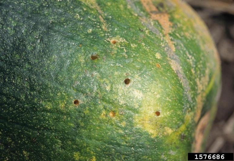 pickleworm (Diaphania nitidalis)