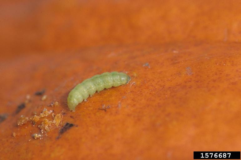 pickleworm (Diaphania nitidalis)