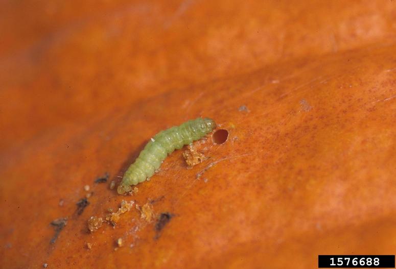 pickleworm (Diaphania nitidalis)