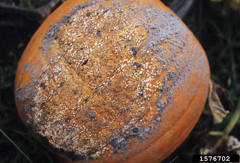 edema on squashes (general) (Cucurbita pepo ) - 1576702