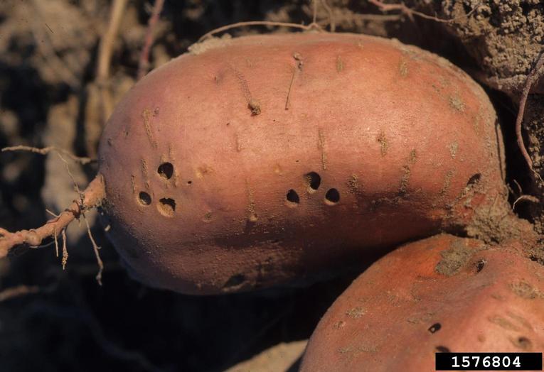 tobacco wireworm (Conoderus vespertinus (Fabricius, 1801))