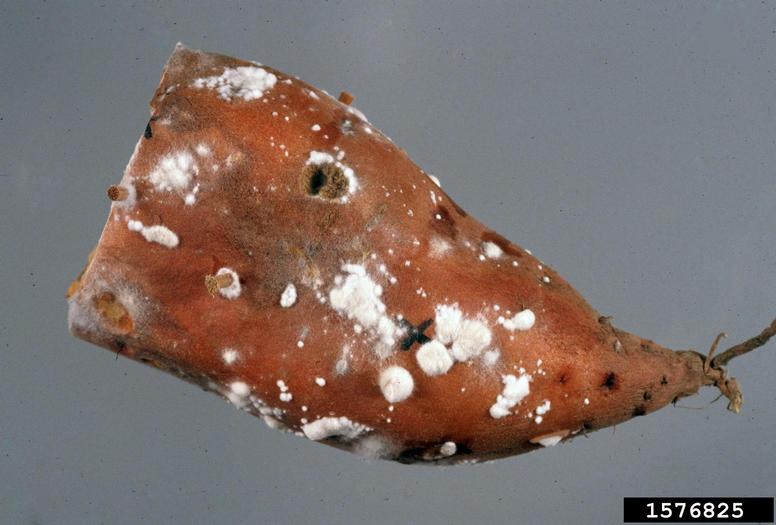 sour rot (Geotrichum candidum Link)