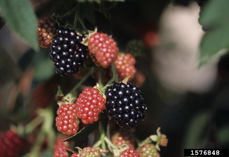 cane fruit (blackberry, raspberry) (Genus Rubus L.)