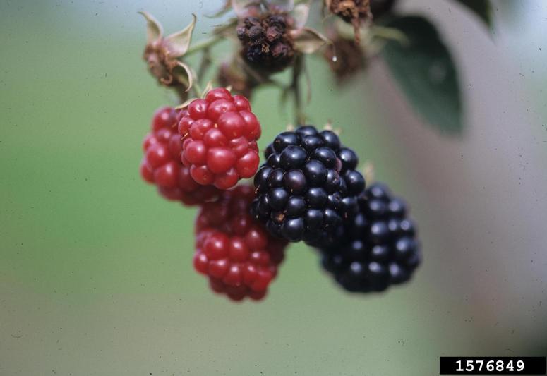 cane fruit (blackberry, raspberry) (Genus Rubus)