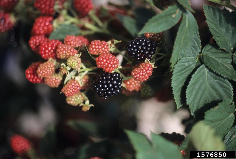 cane fruit (blackberry, raspberry) (Genus Rubus L.)