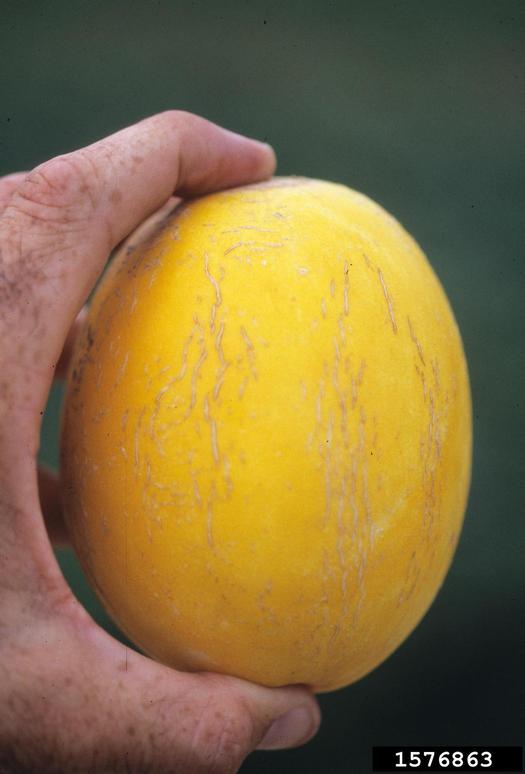melon (Cucumis melo L)