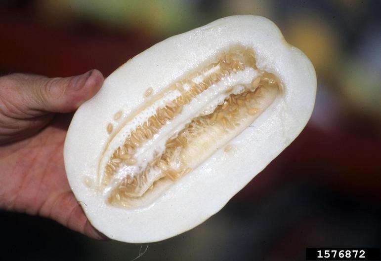 honeydew (Cucumis melo subsp. melo var. inodorus)