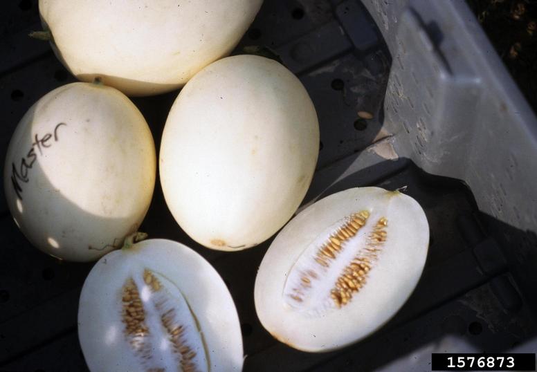 honeydew (Cucumis melo subsp. melo var. inodorus H. Jacq.)